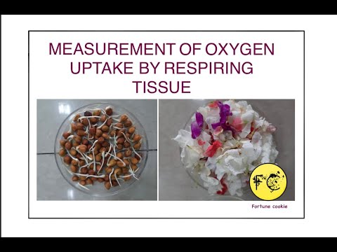 Measurement of oxygen uptake by respiring tissues- physiology ...