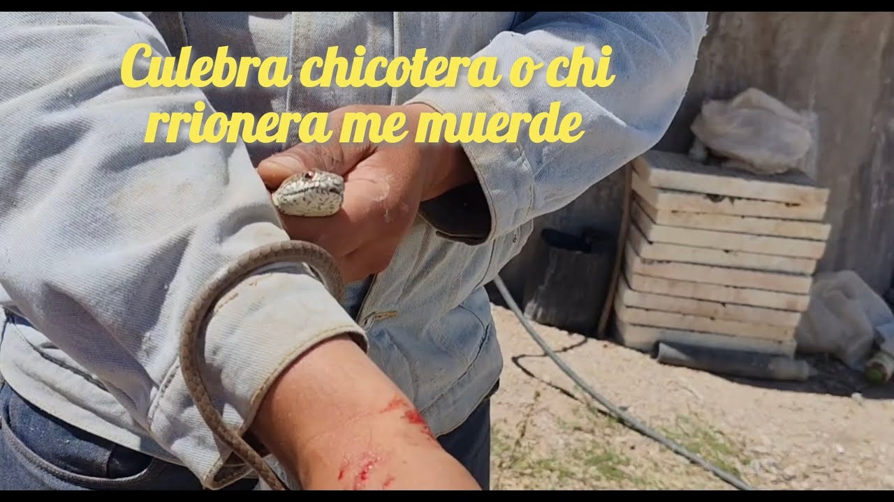 Encontré una Culebra chicotera o chirrionera serca del trabajo - YouTube