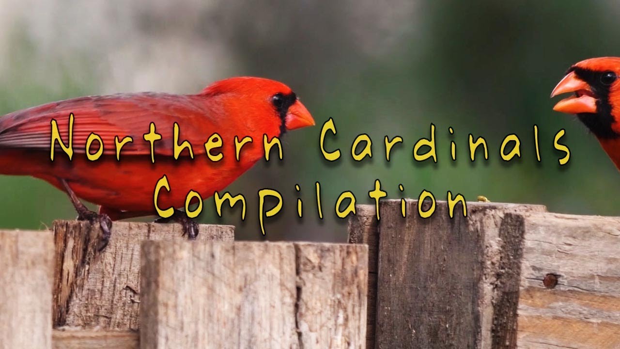 Northern Cardinal birds compilation with natural nature sounds - YouTube