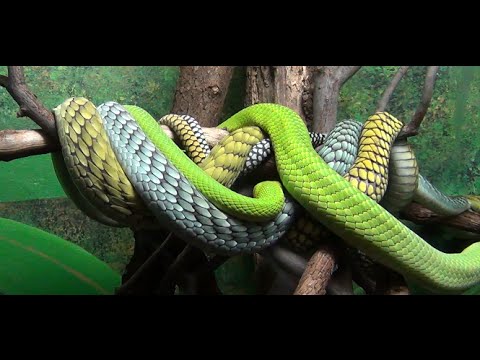 Amazingly BEAUTIFUL & DEADLY Snakes! - YouTube