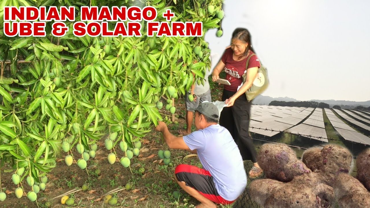 INDIAN MANGO + UBE ROOT CROPS AND SOLAR FARM | Biyaherong Batangueno ...