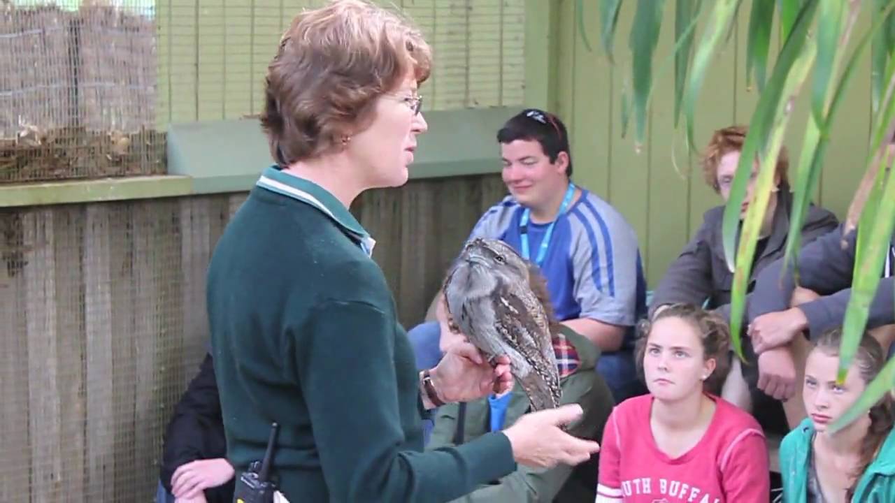 Healesville Sanctuary - Keeper For A Day - YouTube