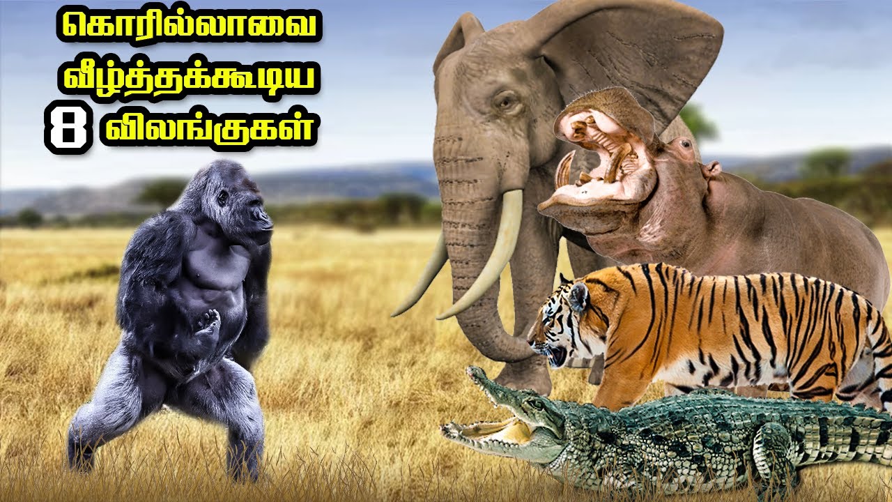 8 Animals that can kill a Gorilla in Tamil | கொரில்லாவை வீழ்த்த கூடிய ...