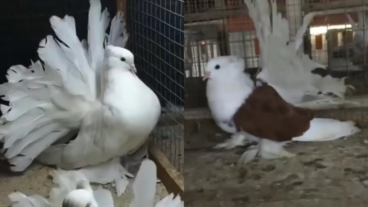 Best Brown & Coloured fantail Pigeon collections - YouTube