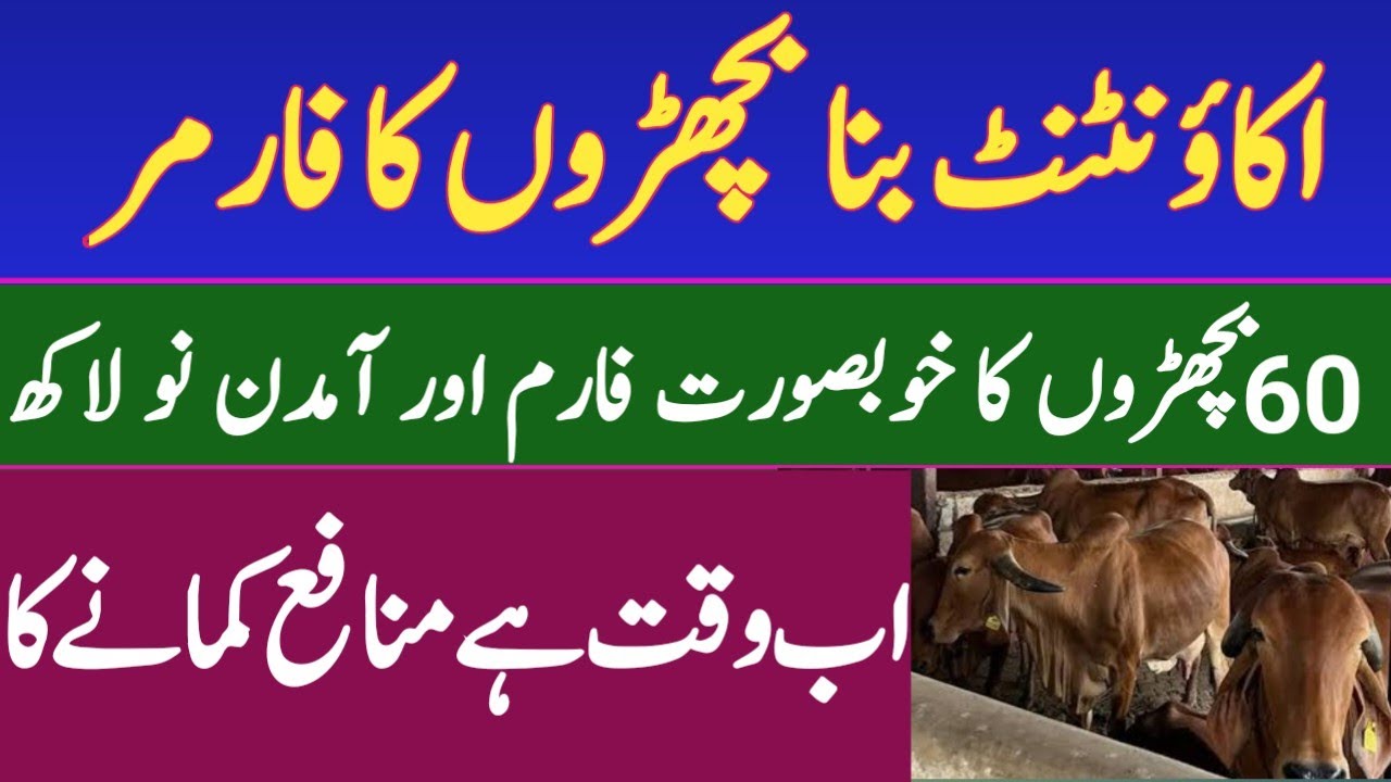 Bachra Farming of 60 Cattles Business in Pakistan - YouTube