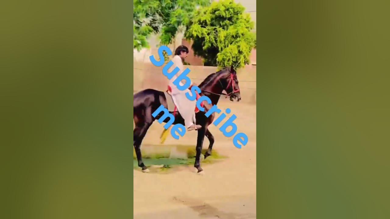 #$Horse riding sawar Malik Abid Ali sanmal for you $# - YouTube
