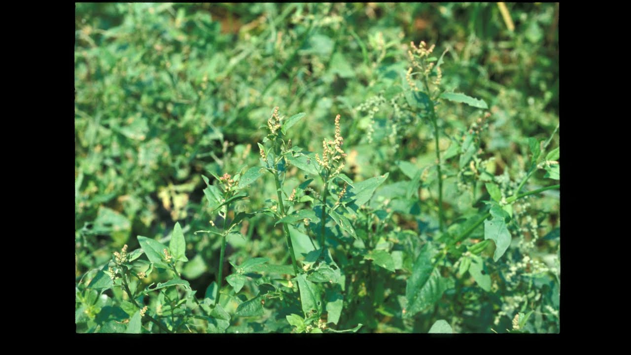 A0066 창명아주(Atriplex hastata L.) [영어명] halberd-leaved-orache [효능] 지사, 강장 ...
