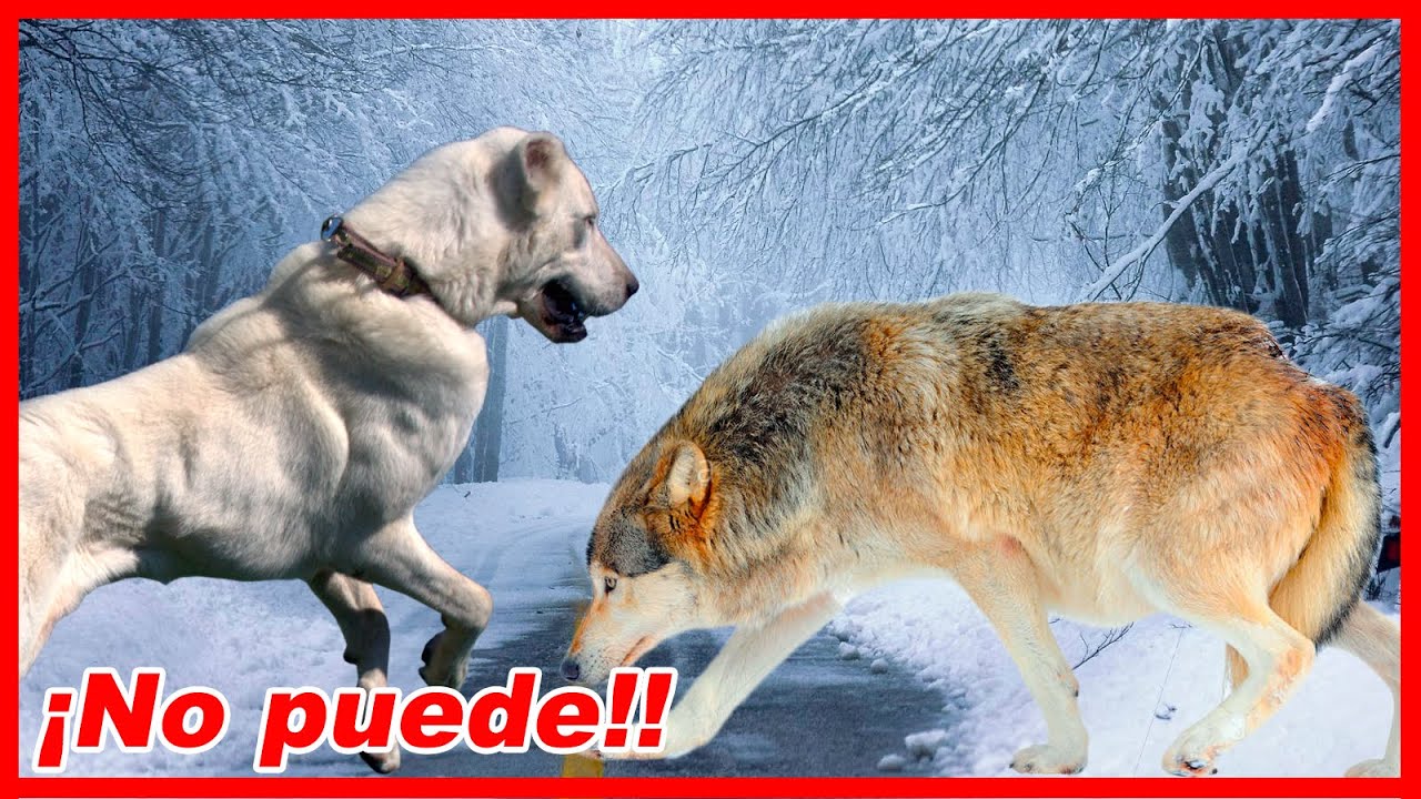 Realmente EXISTEN los perros MATALOBOS – se SORPRENDERÁN - YouTube