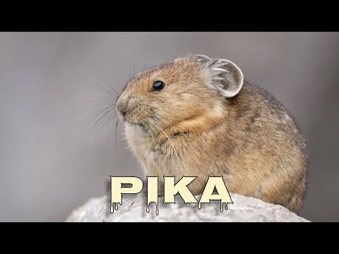 Pika sound - YouTube