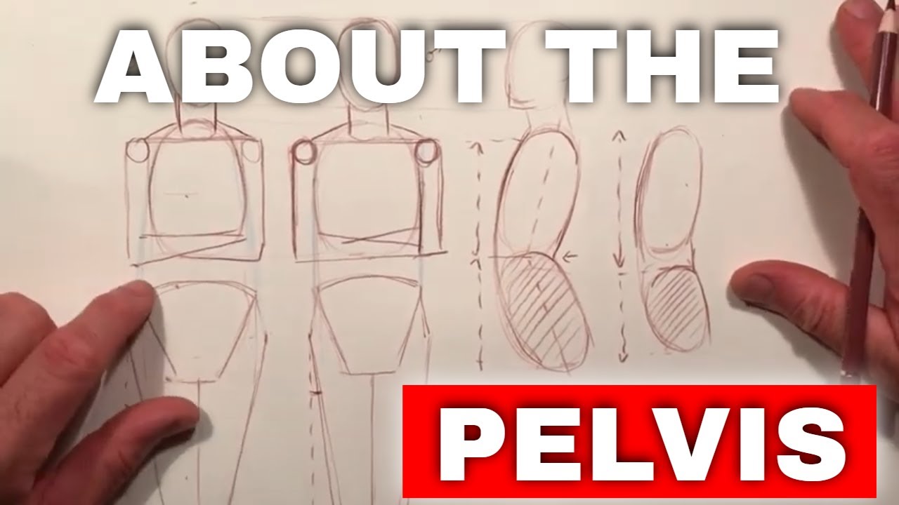 About "Drawing Pelvis" [Answering your Questions] - YouTube