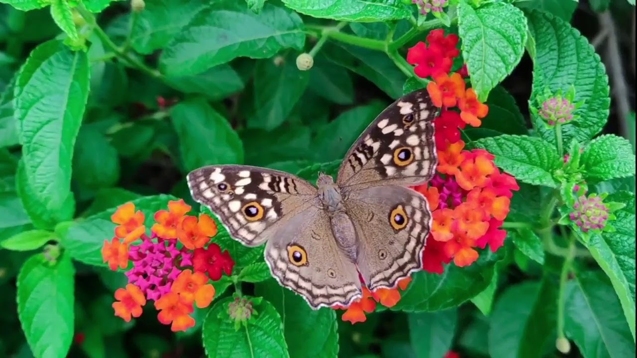 🔴Beautiful RnB , Butterfly, Flowers, Chatting, Friends - YouTube