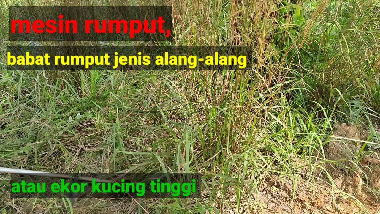 mesin rumput, babat rumput jenis alang-alang atau ekor kucing tinggi ...