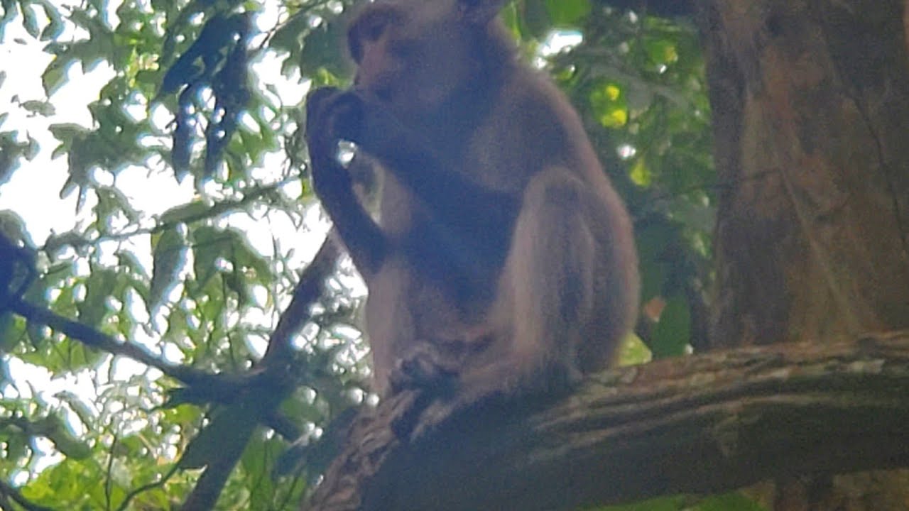 today sky very cool every monkey find food on the tree #monkey #monkey ...