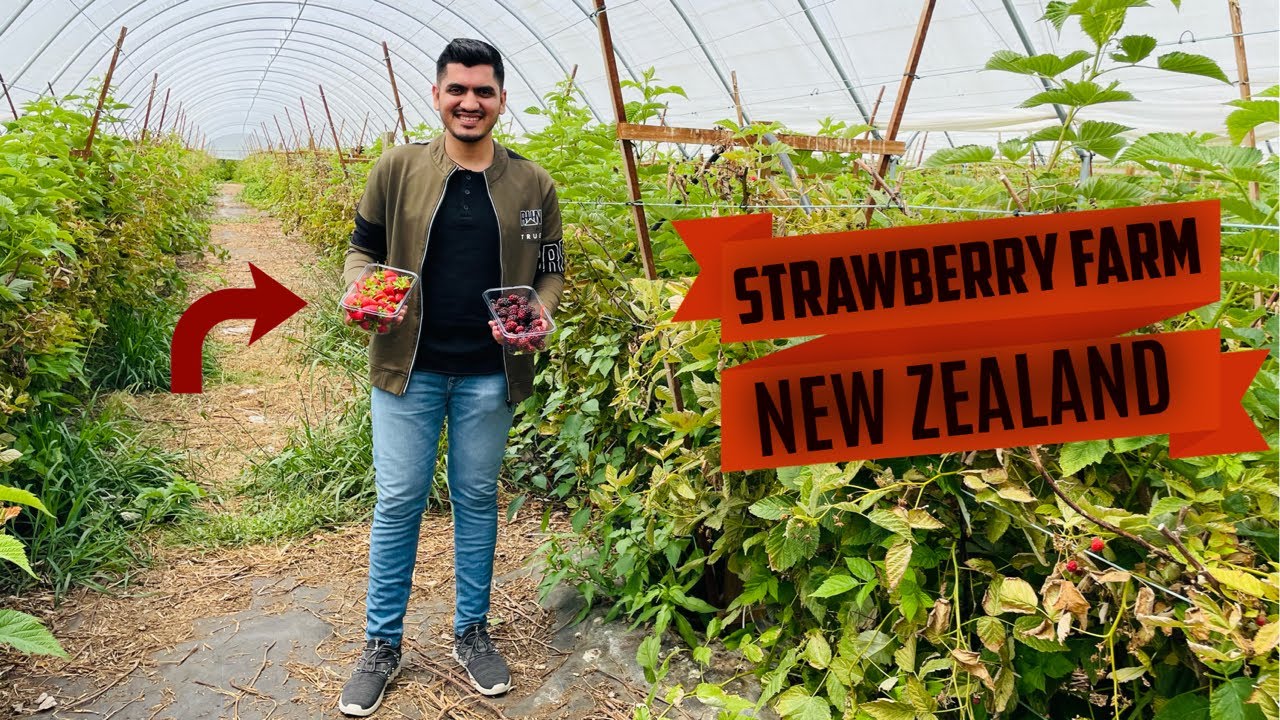 STRAWBERRY FARM IN NEW ZEALAND | MY FIRST ROAD TRIP TO HAMILTON - YouTube