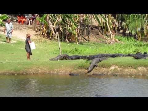 MARIA DO JACARÉ - BELEZAS DO PANTANAL