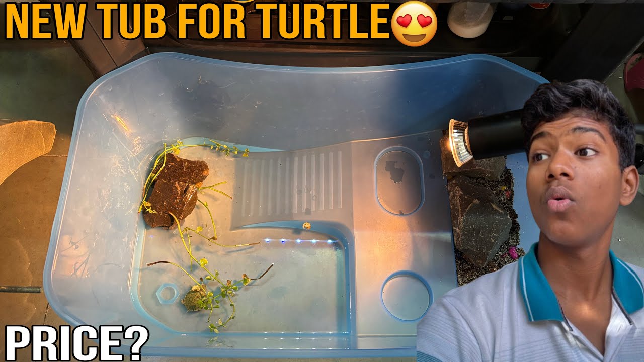 New Tub For My Baby Turtle | New Setup😍Price Revealed👍 - YouTube