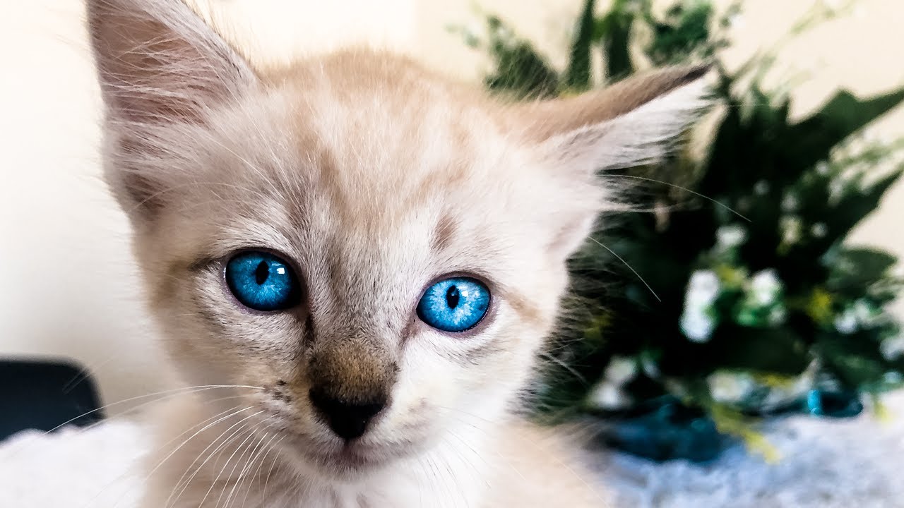 ADOTAMOS UM GATO ‹ Rael › - YouTube