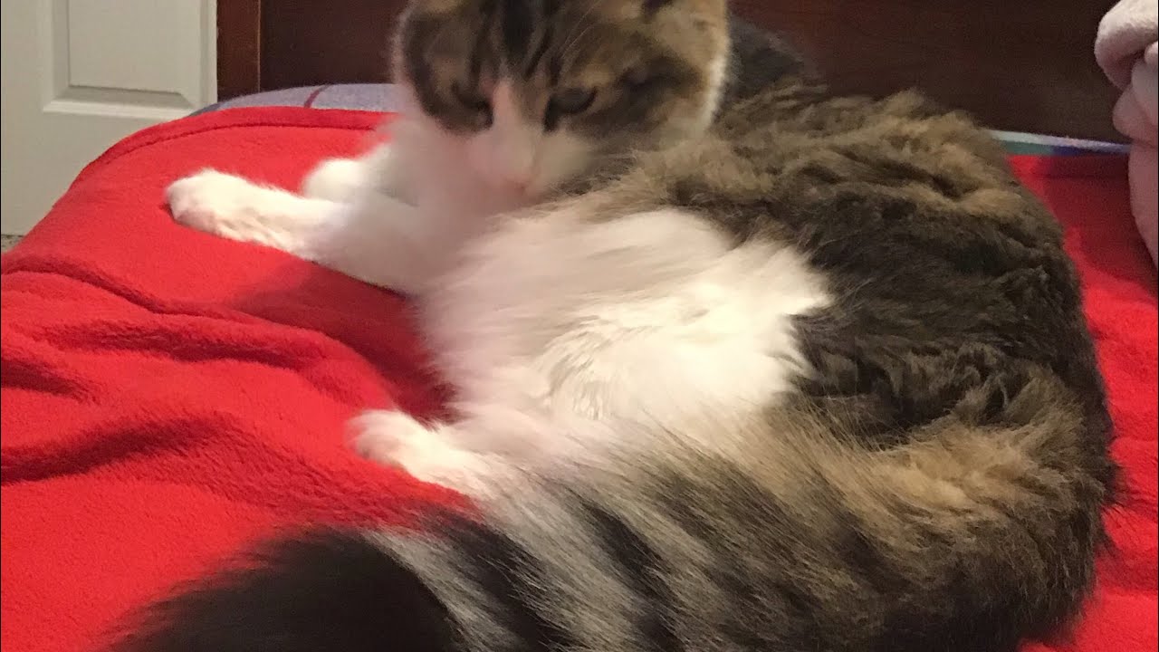 Mr meow meow wanting up. - YouTube