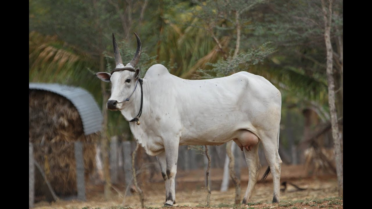 காங்கேயம் மாடு Kangayam cow - YouTube