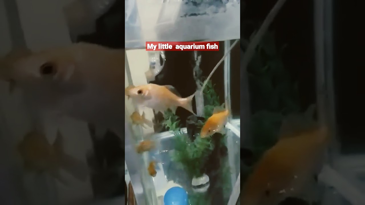 MY GOLDEN FISH - YouTube