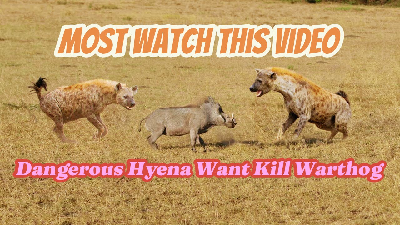 Hyena V Warthog || Hyena Fight With Warthog || Hyena Attack Warthog - YouTube