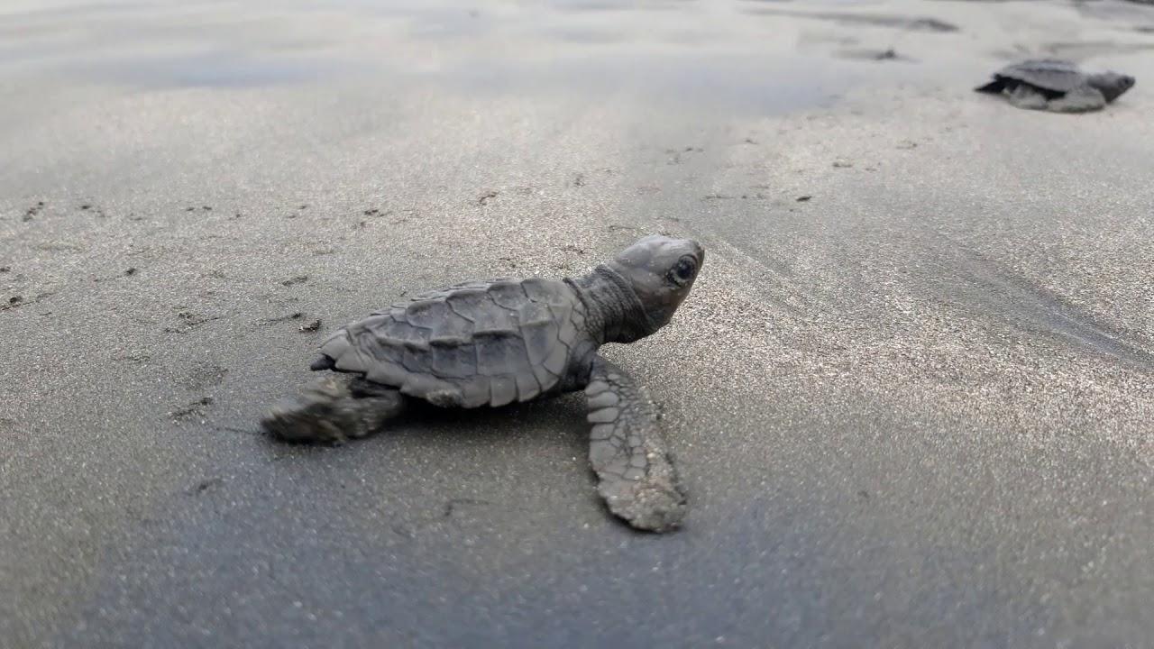 Baby SEA TURTLES first time in the Ocean - YouTube