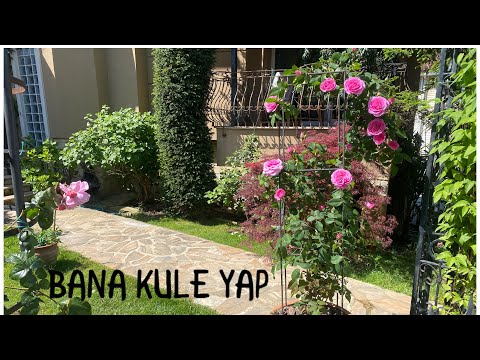 Sarmaşık Gül Yetiştirme,Gül Kulesi Yapımı