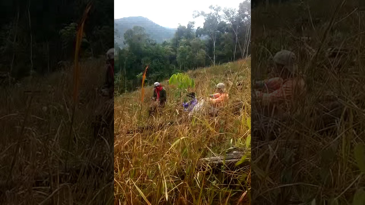 mengetam padi bukit - YouTube