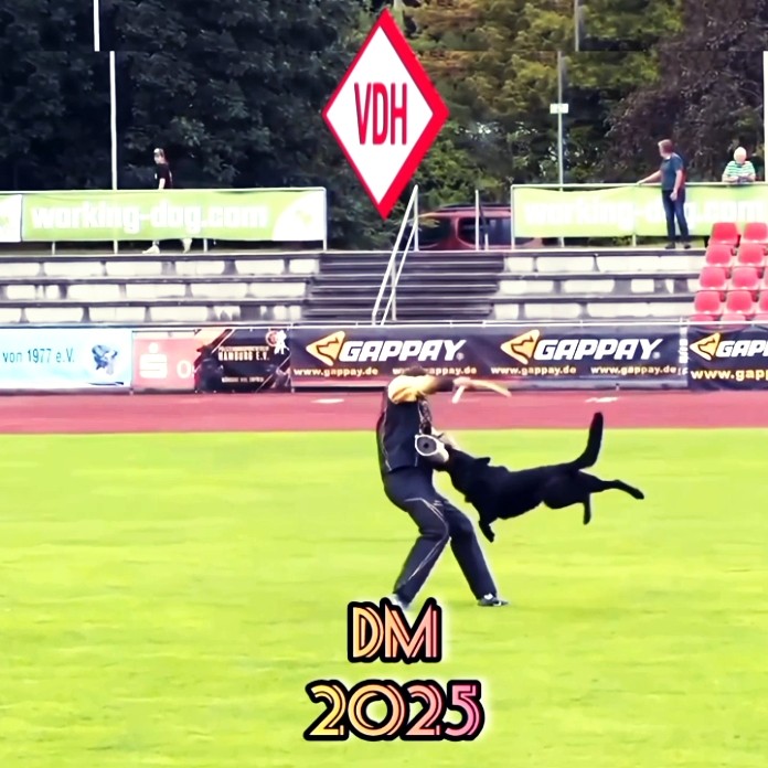 VDH DM 2025 Udo Friedrich & Canis rabidus Boromir - Schutzdienst # ...