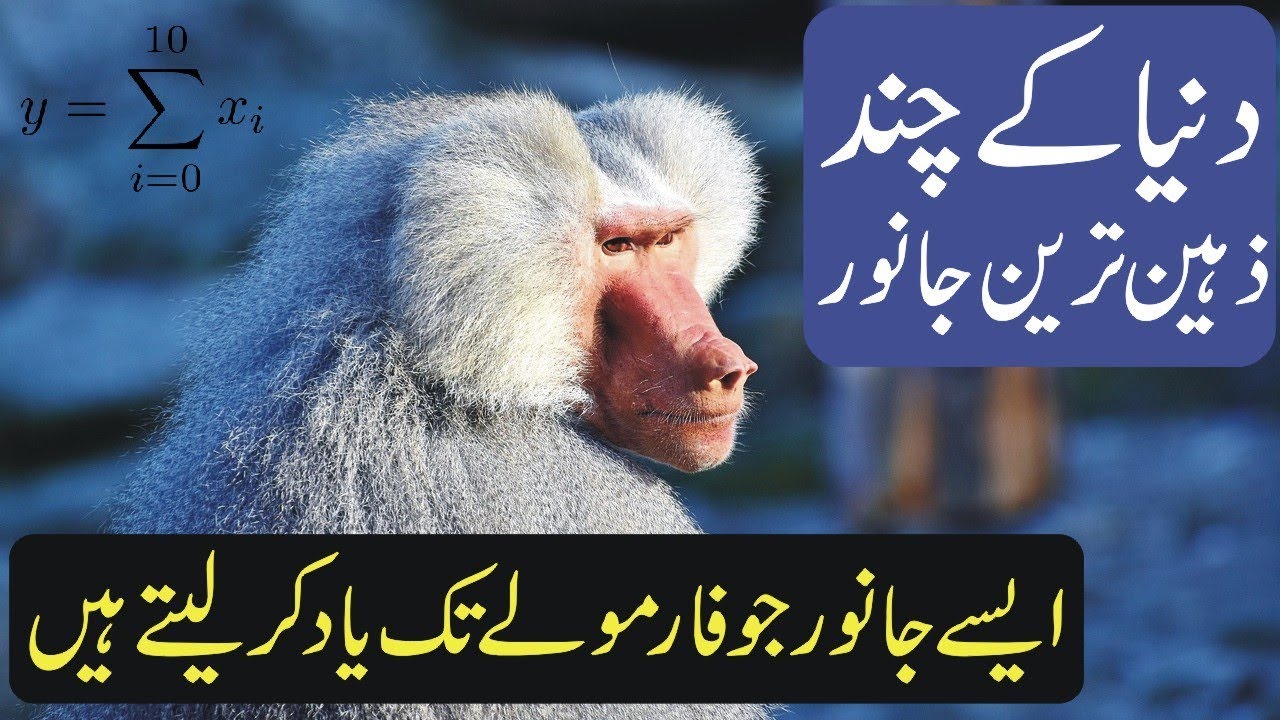 Top Amazing & Intelligent Animals In The World | Live Abdullah - YouTube