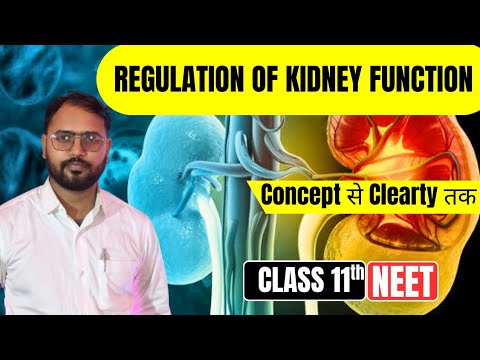 Kidney Function | Regulation of Kidney Function | ADH, Aldosterone ...