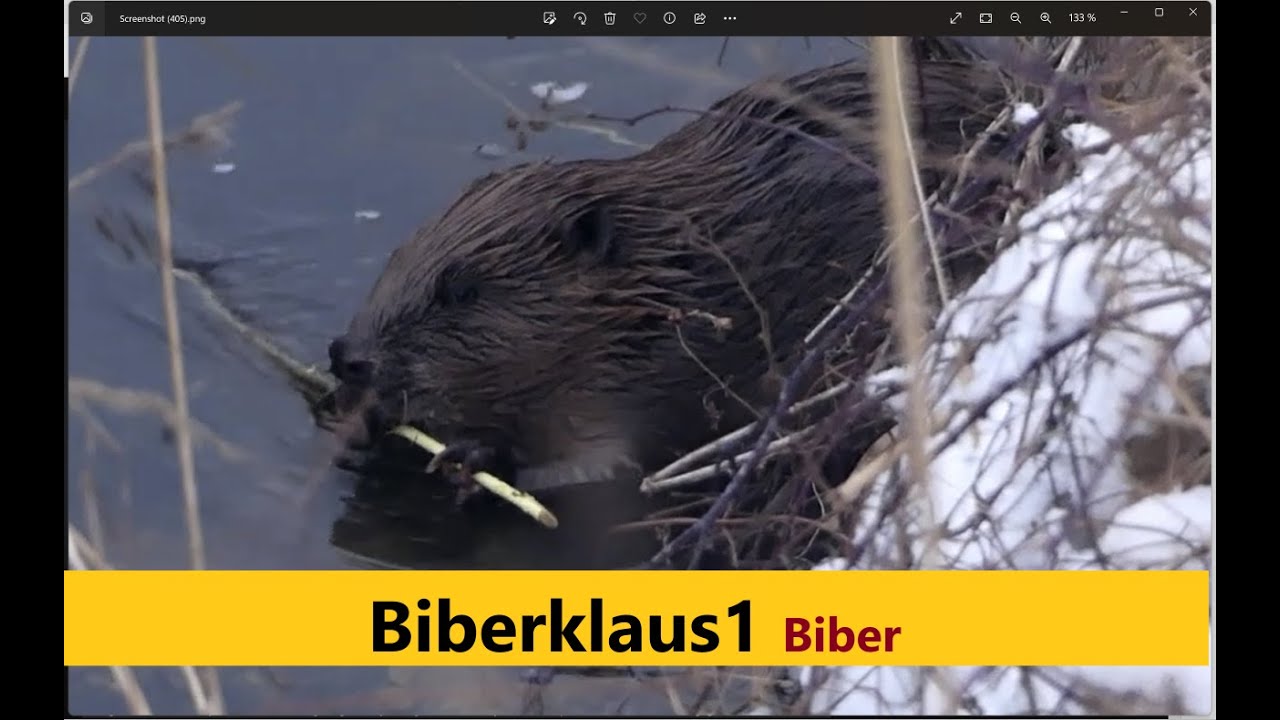 Biber am Winter Fressplatz. (Augsburg, Brückenbiber , europäischer ...
