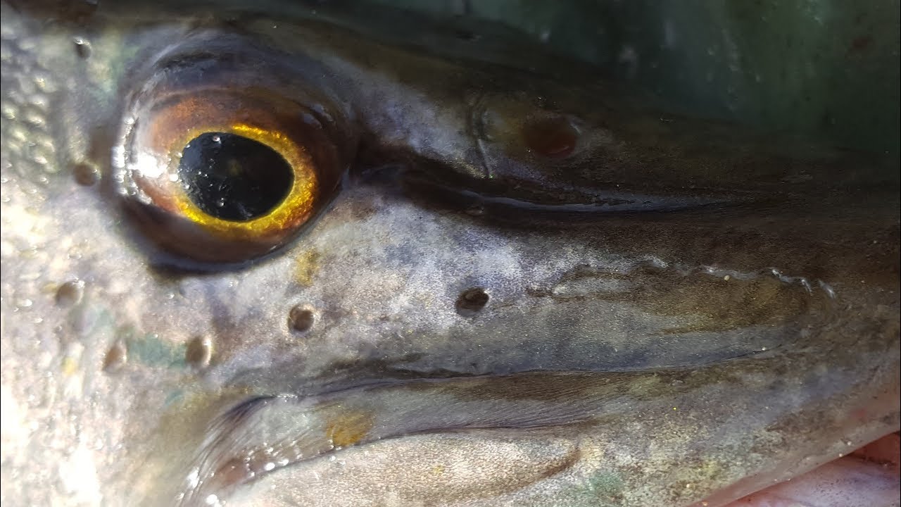 Short Pike Movie. - YouTube