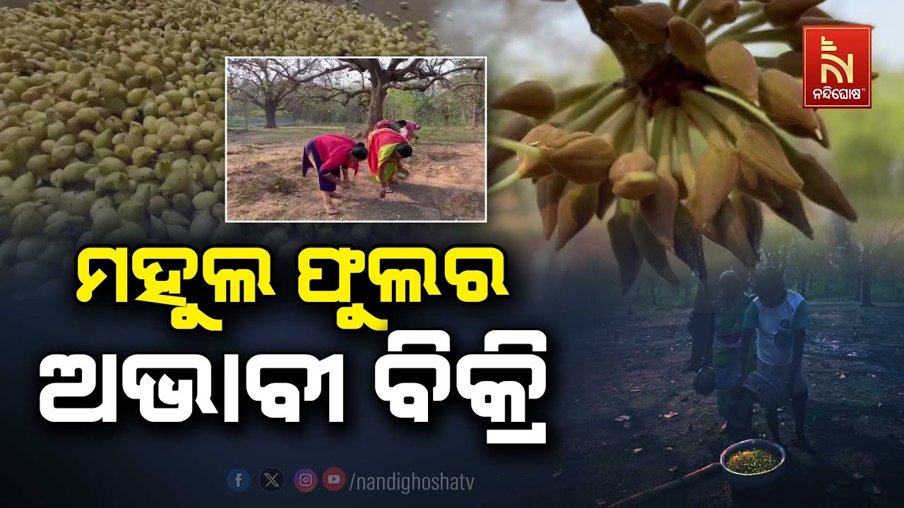 Tension Mounts Among Mahua Flower Pluckers Over Profit Loss In Balswar ...