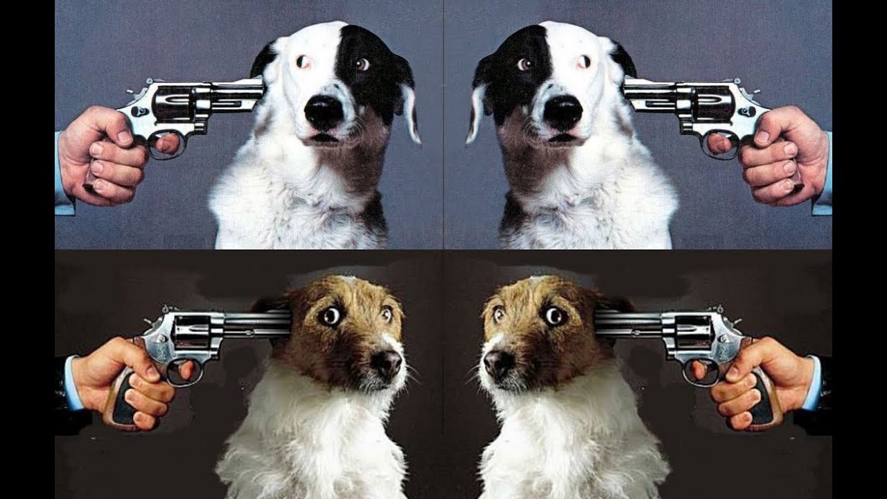 Dog With Gun To Head
