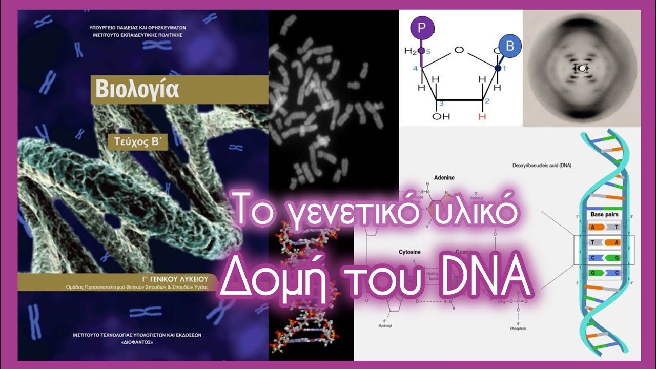 Δομή του DNA, το μοντέλο της διπλής έλικας • Το γενετικό υλικό • Κεφ. 1 ...