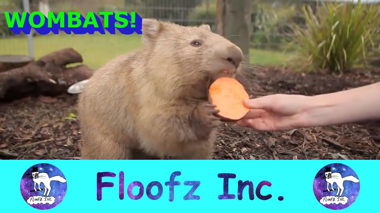 The Best and Cutest Wombat Video! - YouTube