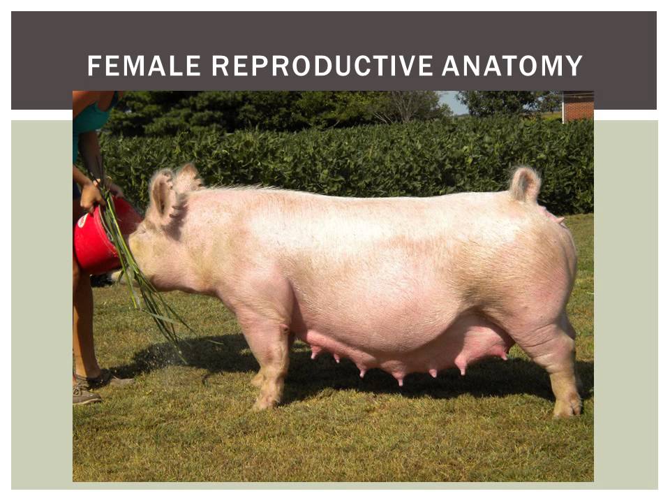 Swine reproduction Taylor Powell Group 2 - YouTube