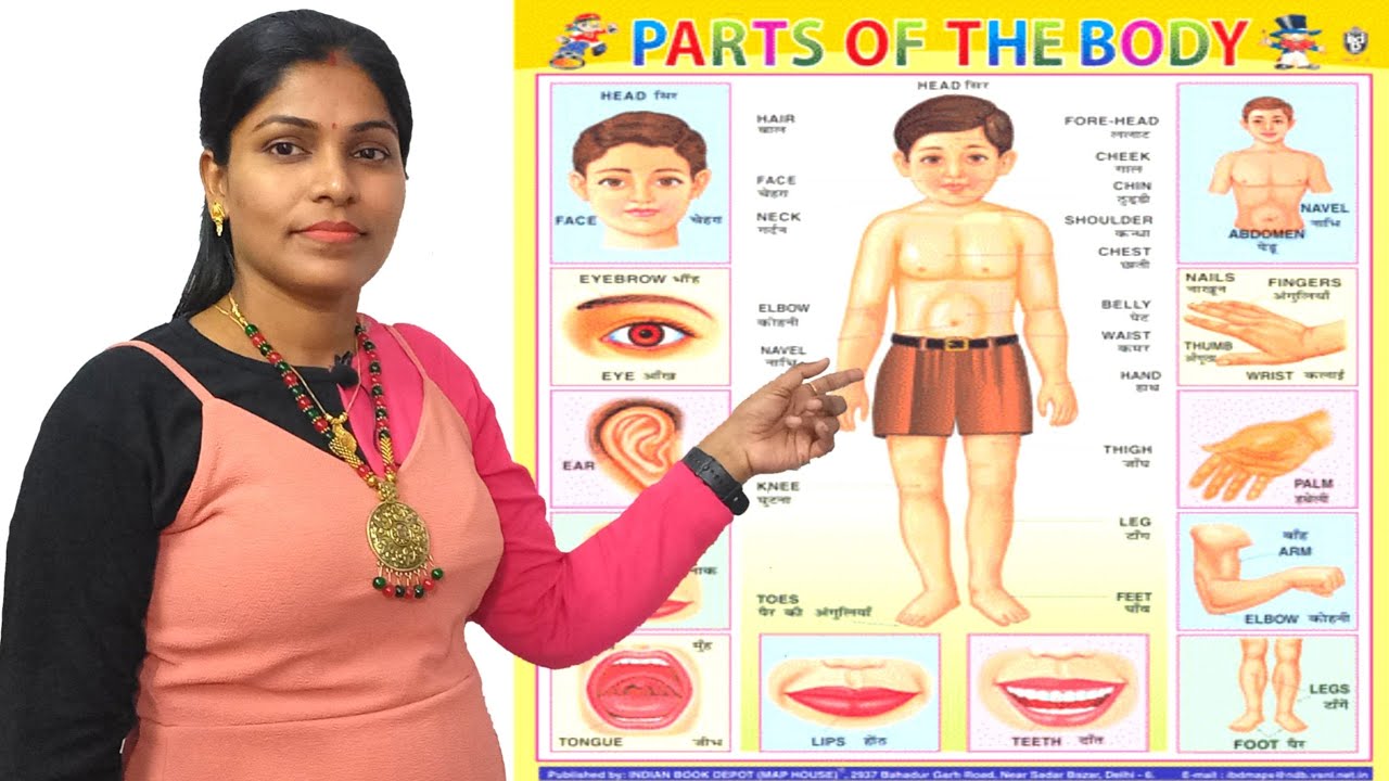 Body Parts Parts Of Body In English human Body Parts Parts Of Body body-parts-parts-of-body-in-english-human-body-parts-parts-of-body