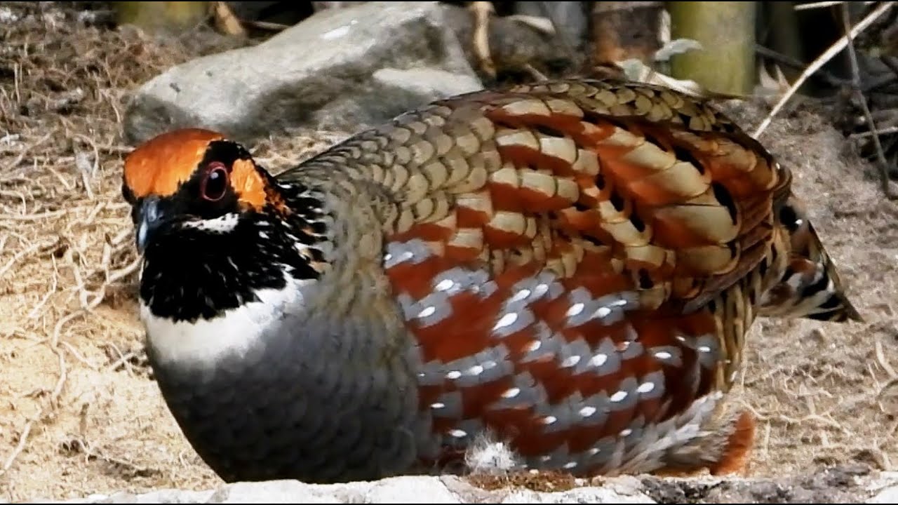 Hill Partridage Bird - M | Common Hill Partridge | Necklaced Hill ...