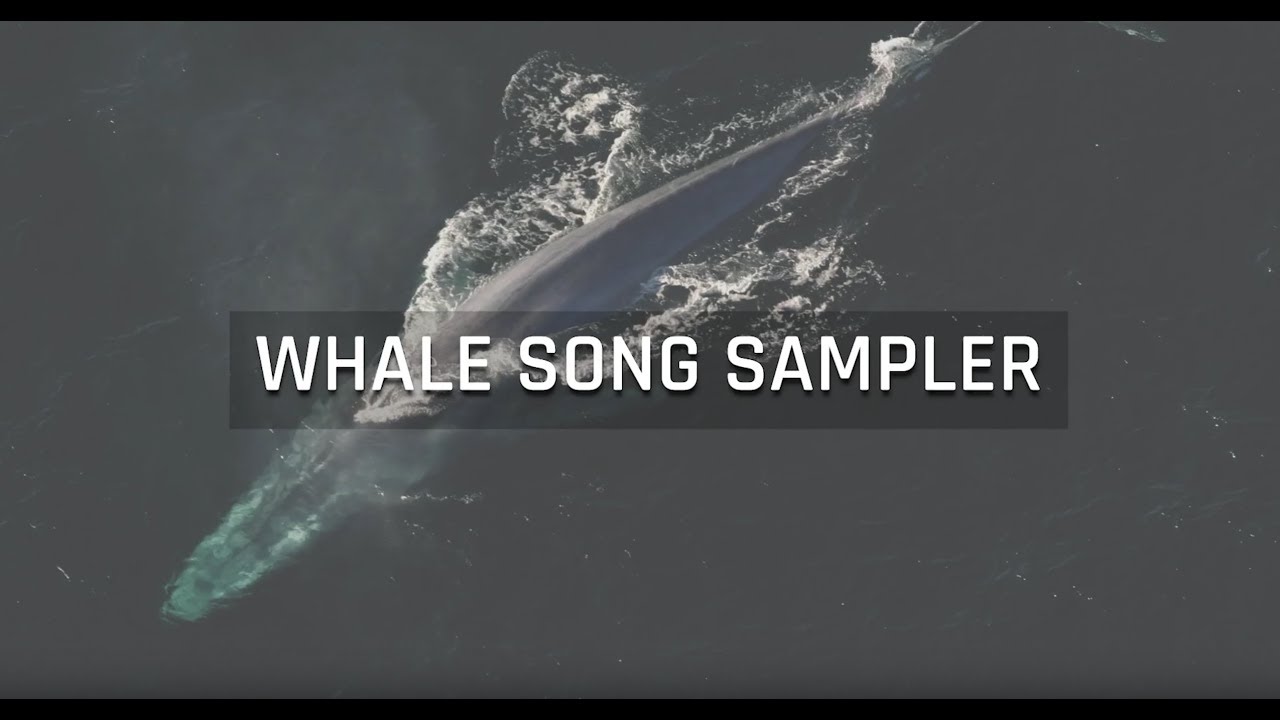 Whale Song Sampler - YouTube