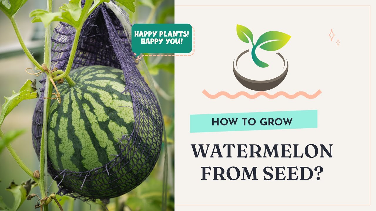 🍀🍉 Gardening 101: How to Grow Watermelon from Seed Successfully - YouTube