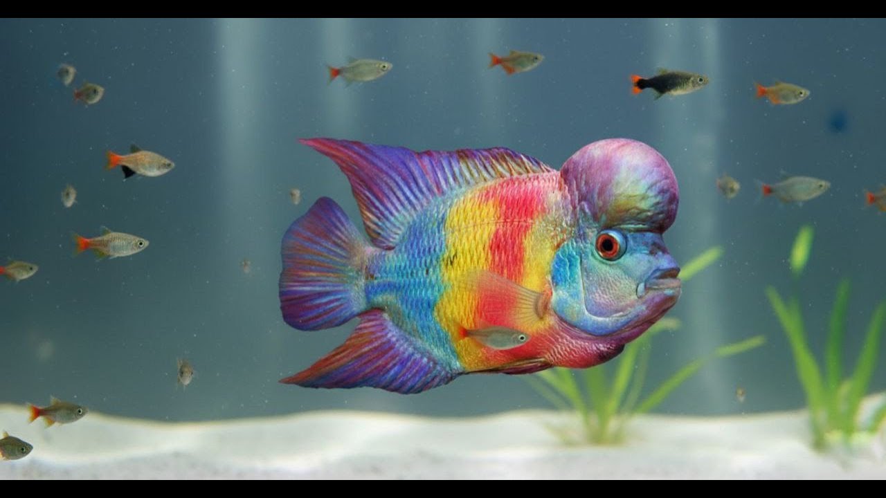 Meet the Mysterious Big-Head Fish You’ve Never Seen Before! - YouTube