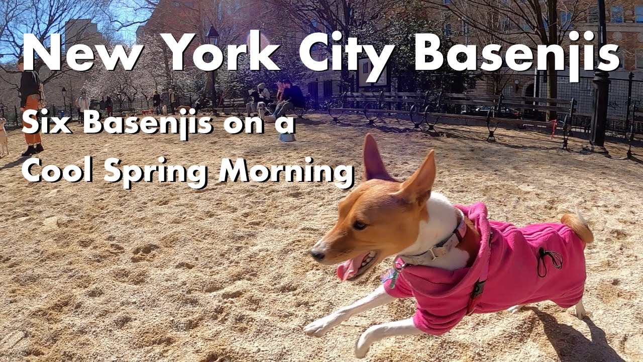 Six Basenjis on a Cool Spring Morning - New York City Basenji Meetup ...