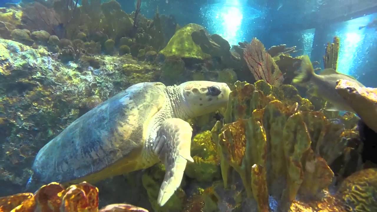 A loggerhead sea turtle takes a breath - YouTube