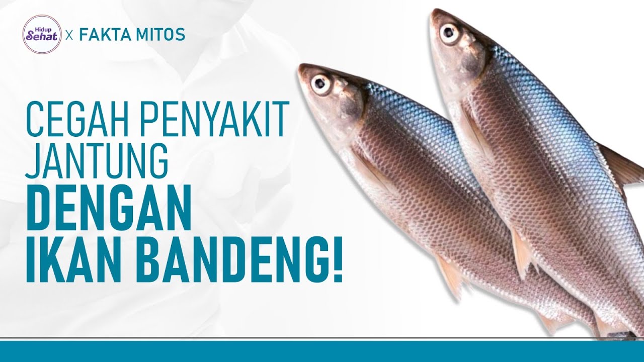 Gemar Makan Ikan Bandeng, Ini Manfaatnya! | Hidup Sehat tvOne - YouTube