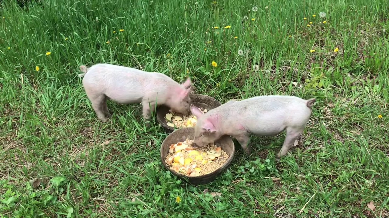 Escape pigs! Moving pigs again! - YouTube