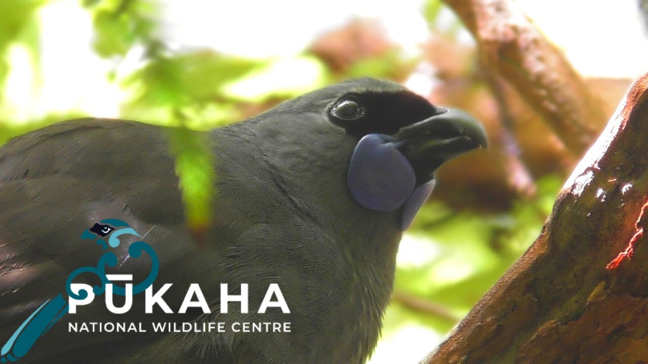 Pūkaha/Mount Bruce National Wildlife Centre - YouTube