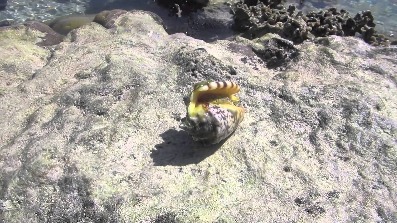 Conch shell getting away... - YouTube