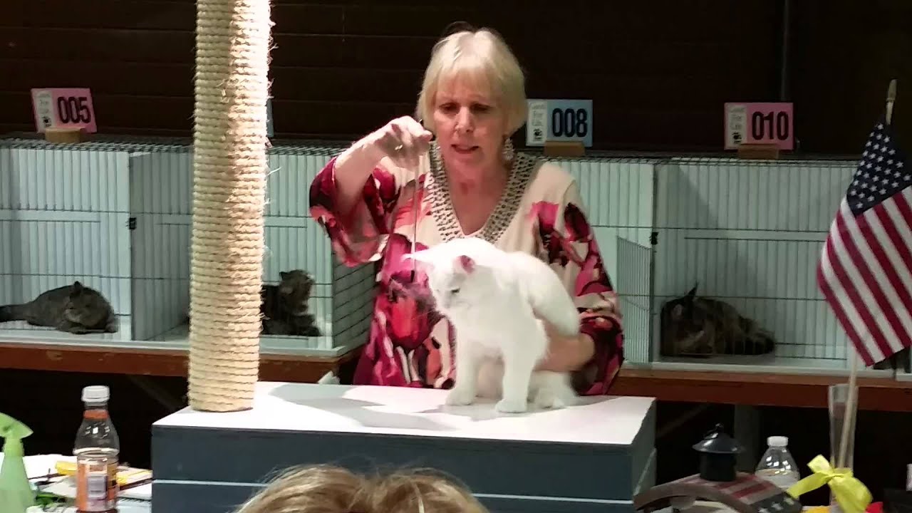 Willabelle's Caspurr of MaineVilla - YouTube